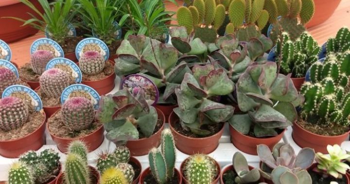 มาเลี้ยง Cactus กันเถอะ | Dek-D.com