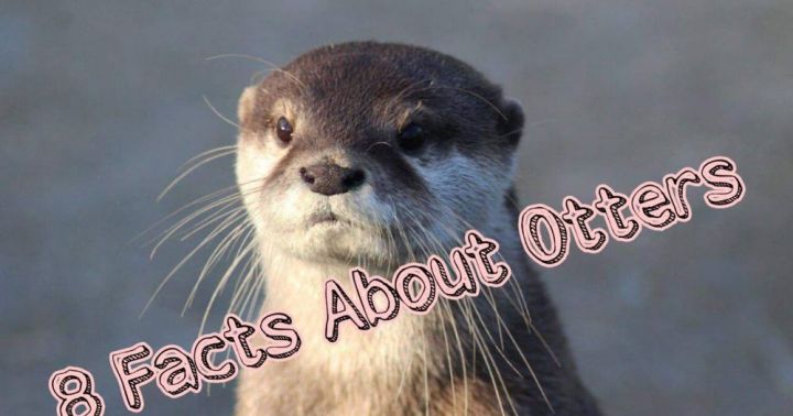 8 Facts about otters | Dek-D.com