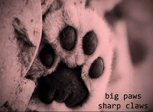 นิยาย [fic BAP] Big Paws Sharp Claws : Dek-D.com - Writer