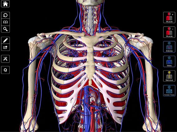 Anatomy for RT I โดย NYFrelsiburst ( ควิซทดสอบ ) | Dek-D.com