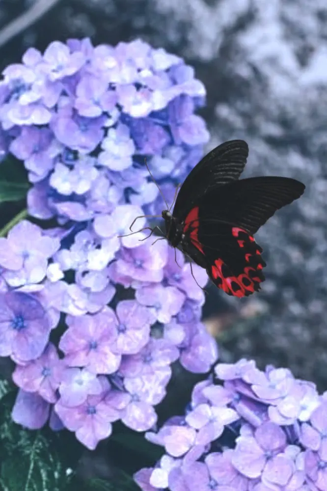 นิยาย Hell Butterfly and Hydrangea [Bleach : Ukitake x OC] : Dek-D.com ...