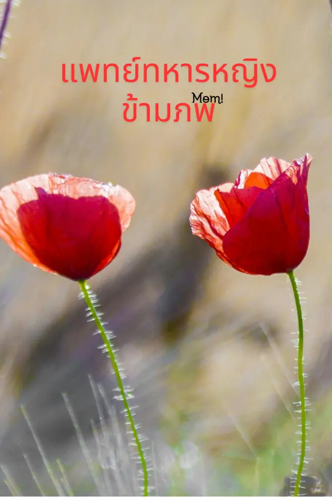 นิยาย แพทย์ทหารหญิงข้ามภพ > ลำดับตอนที่ #66 : แผ่นดินใหม่ : Dek-D.com - Writer